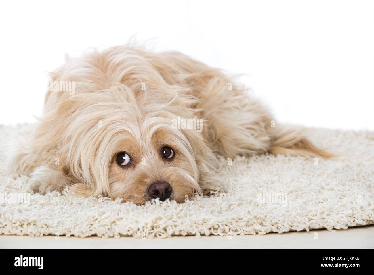 Cute mixed breed dog isolated on white Stock Photo - Alamy