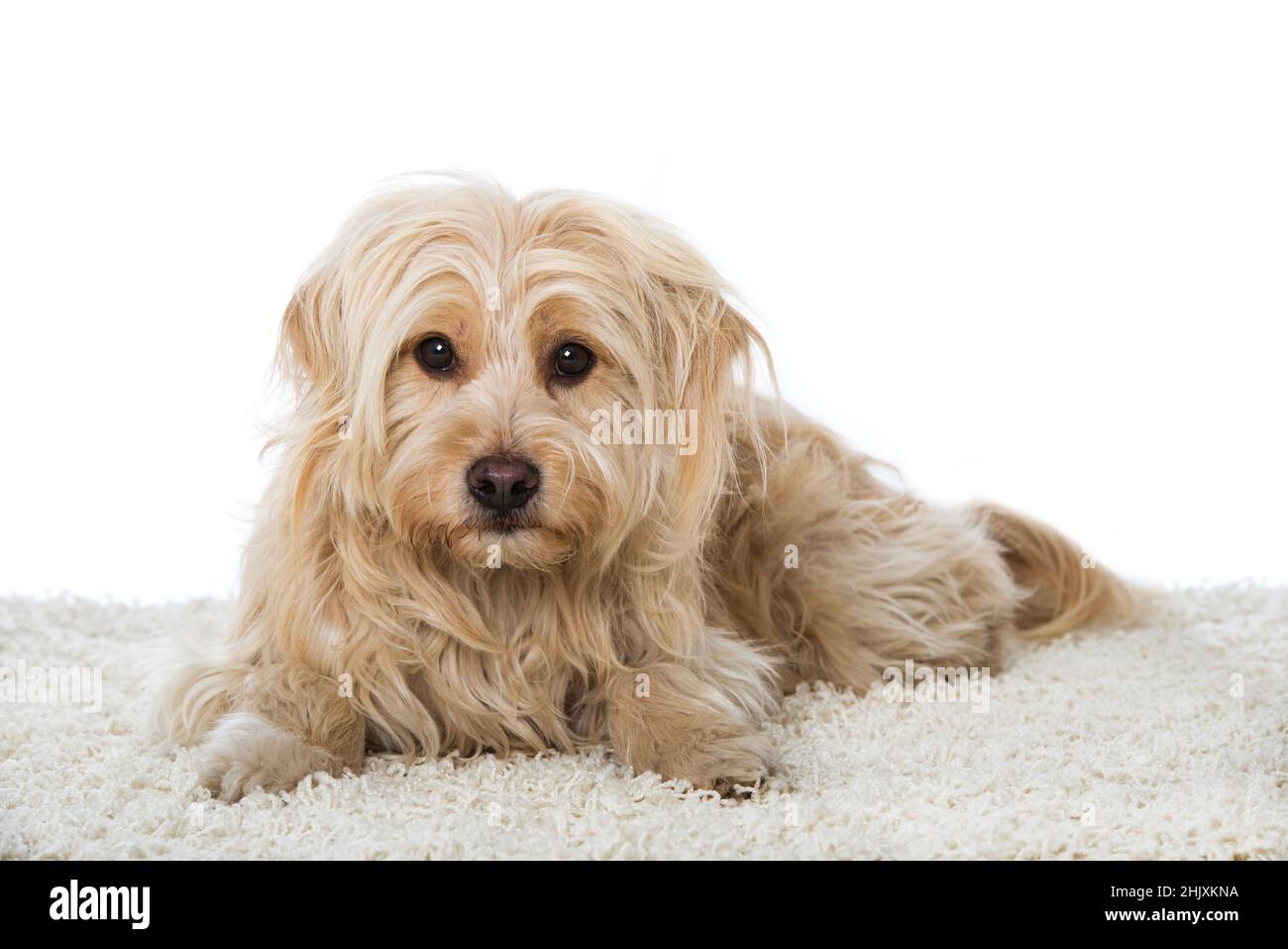 Cute mixed breed dog isolated on white Stock Photo - Alamy
