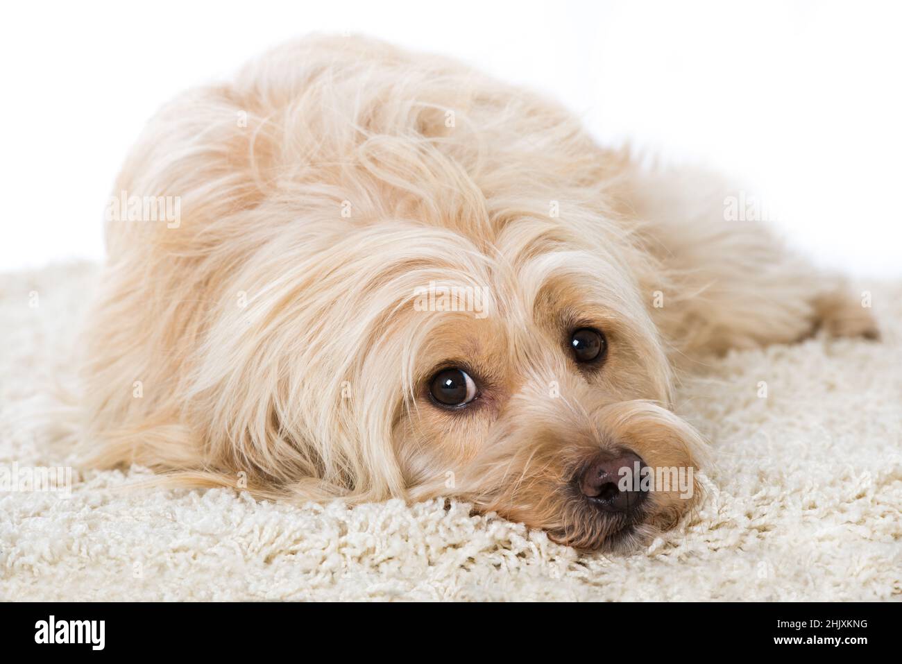 Cute mixed breed dog isolated on white Stock Photo - Alamy