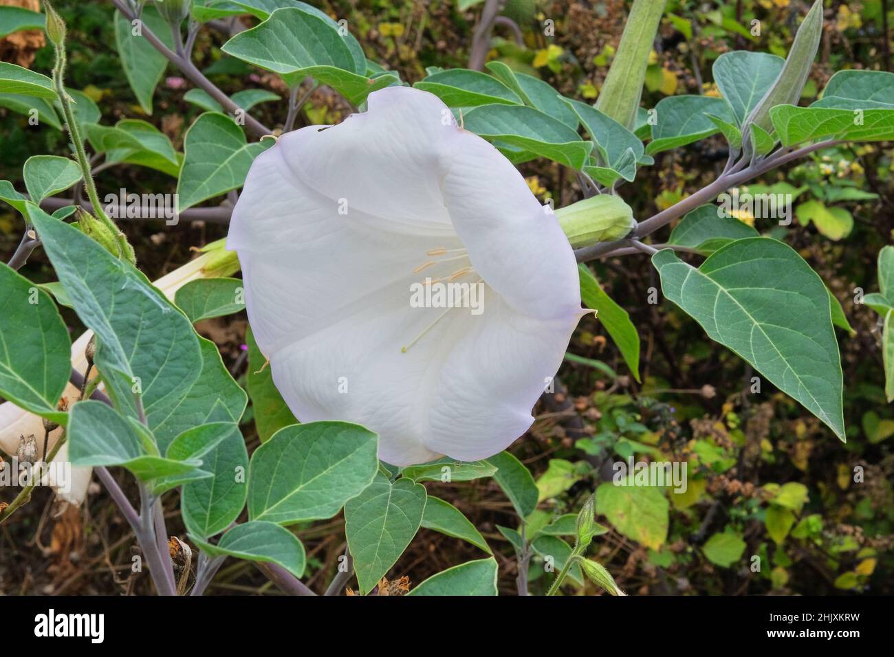 Datura Angel’s Trumpet. White flowers in organic garden with blurred ...