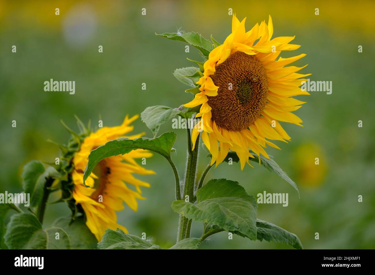 Sunflowers are usually tall annual or perennial plants that in some ...