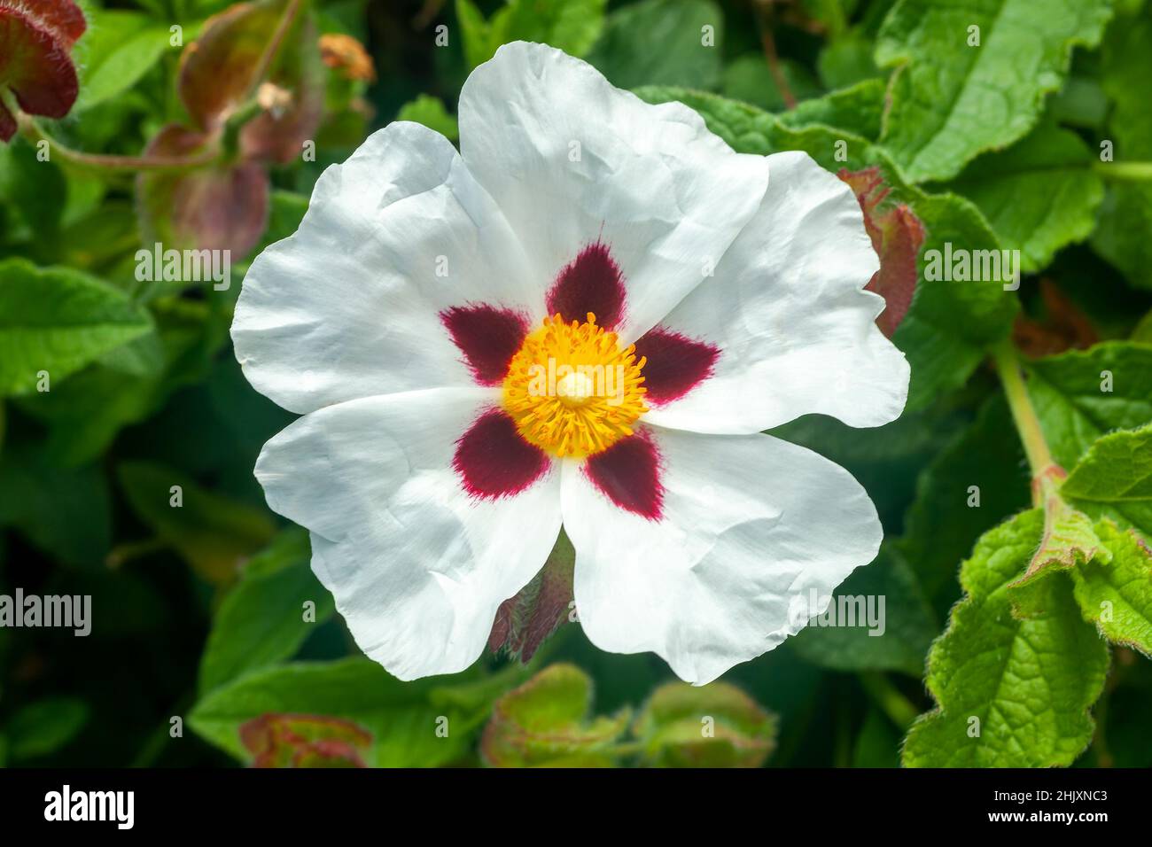 Cistus Ladanifer a summer flowering shrub plant with a white and red ...