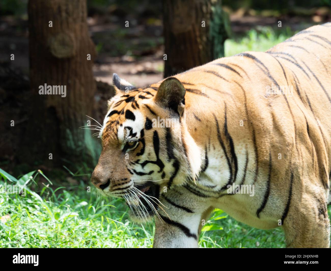 Picture of a tiger, panthera tigris, one of endangered animal Stock ...