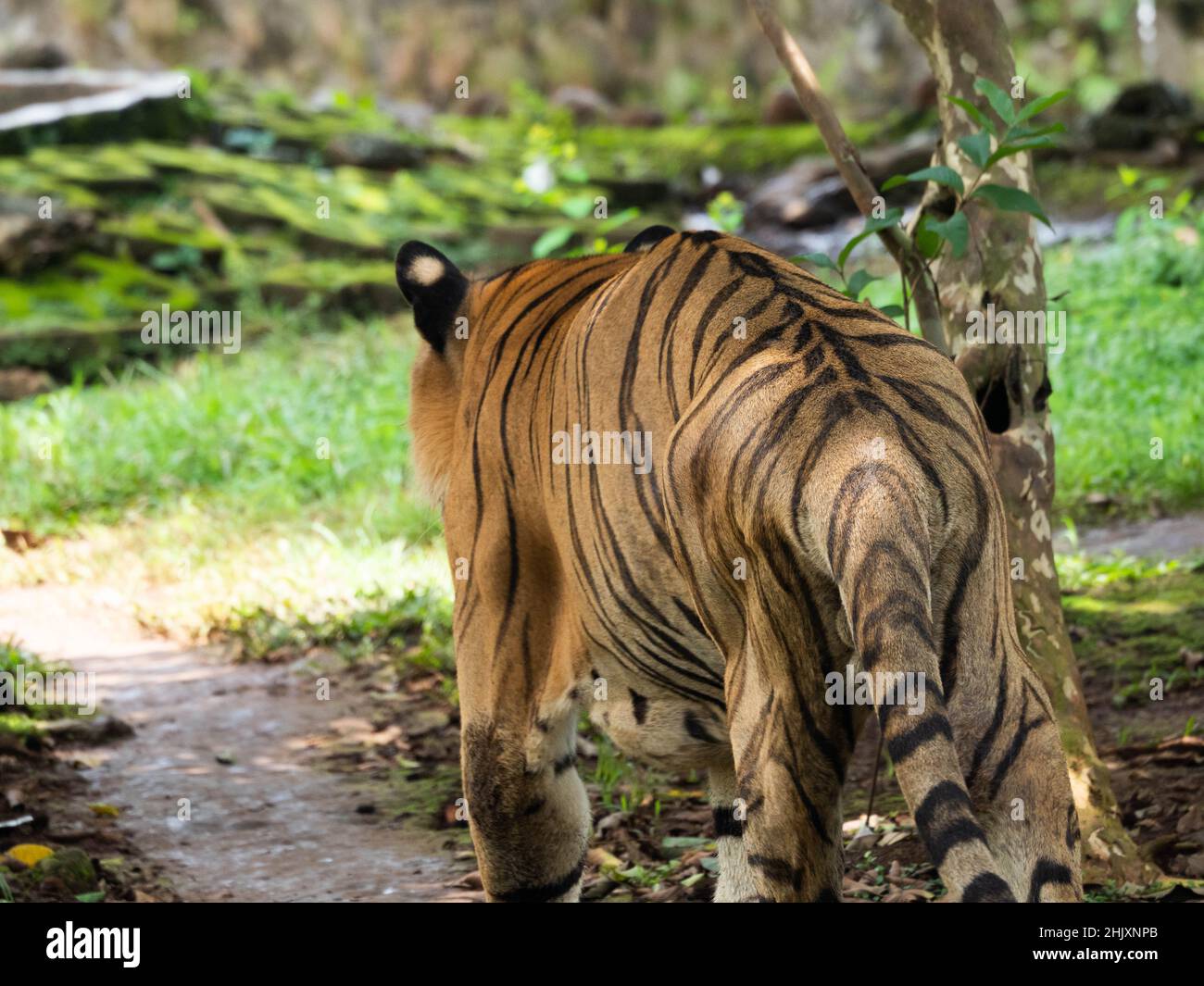 Picture of a tiger, panthera tigris, one of endangered animal Stock ...