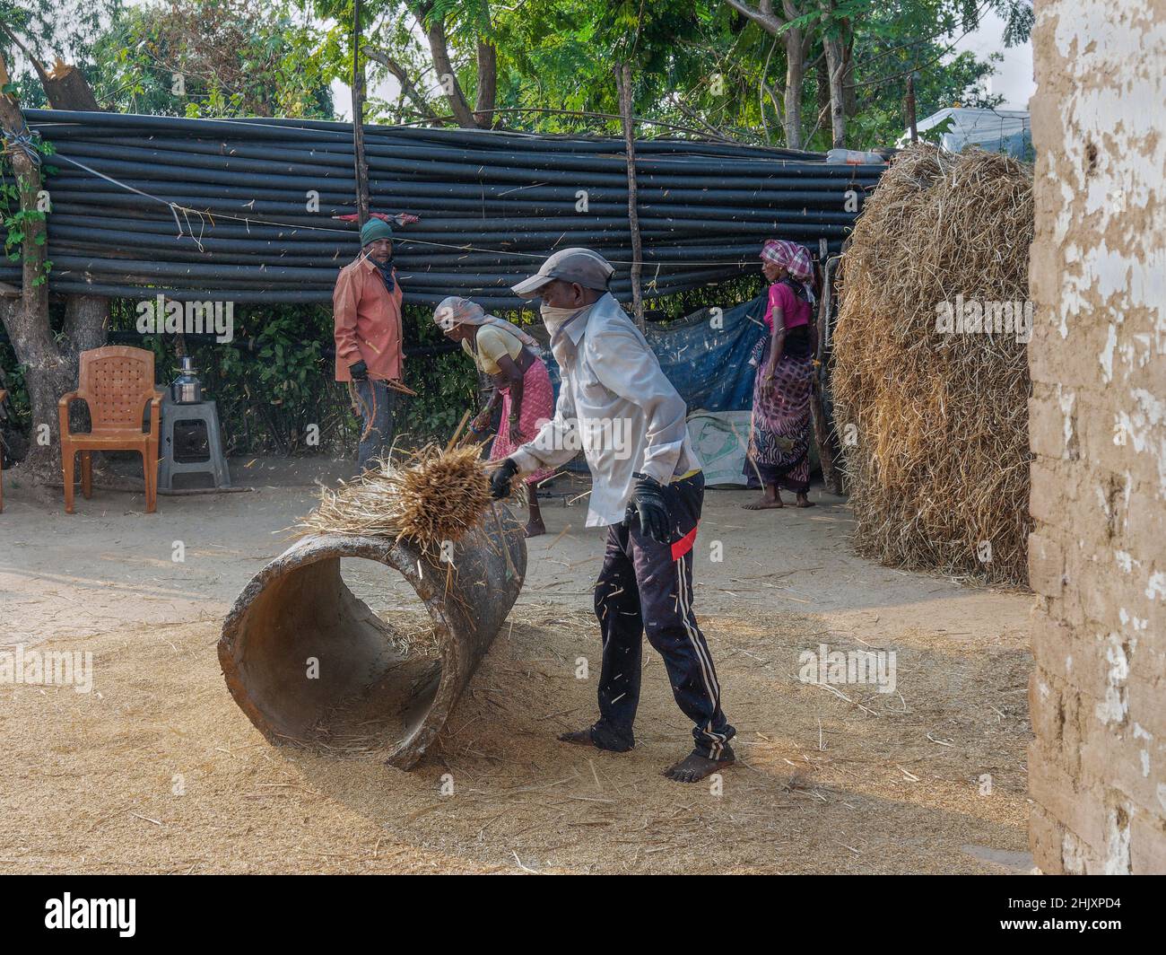 11 14 2021 in Motion Excen photo of Traditional rice harvest, men ...
