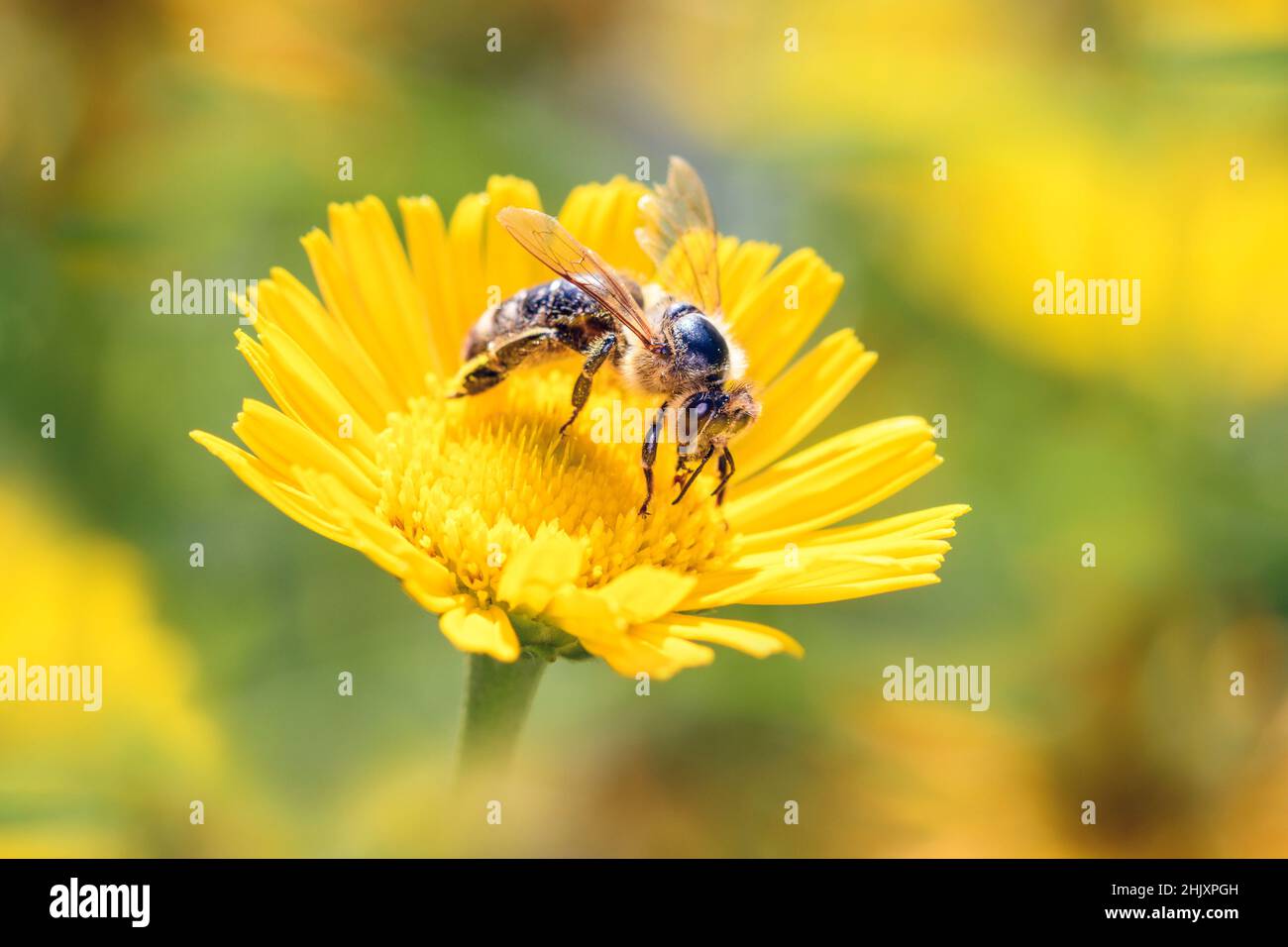 Yellow ox eye buphthalmum salicifolium hi-res stock photography and ...