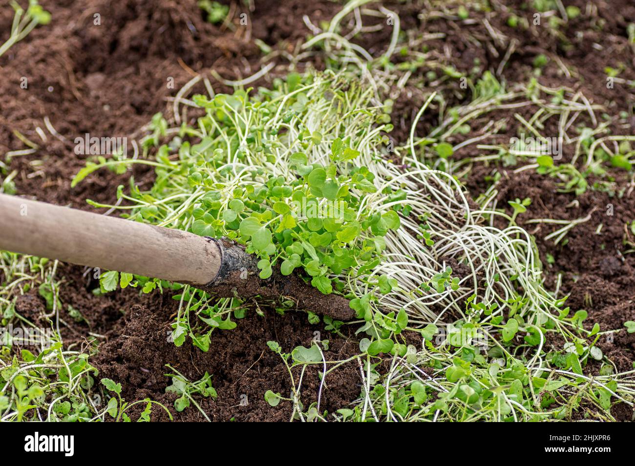 Improving soil structure with green manure. Mustard crops. The concept ...