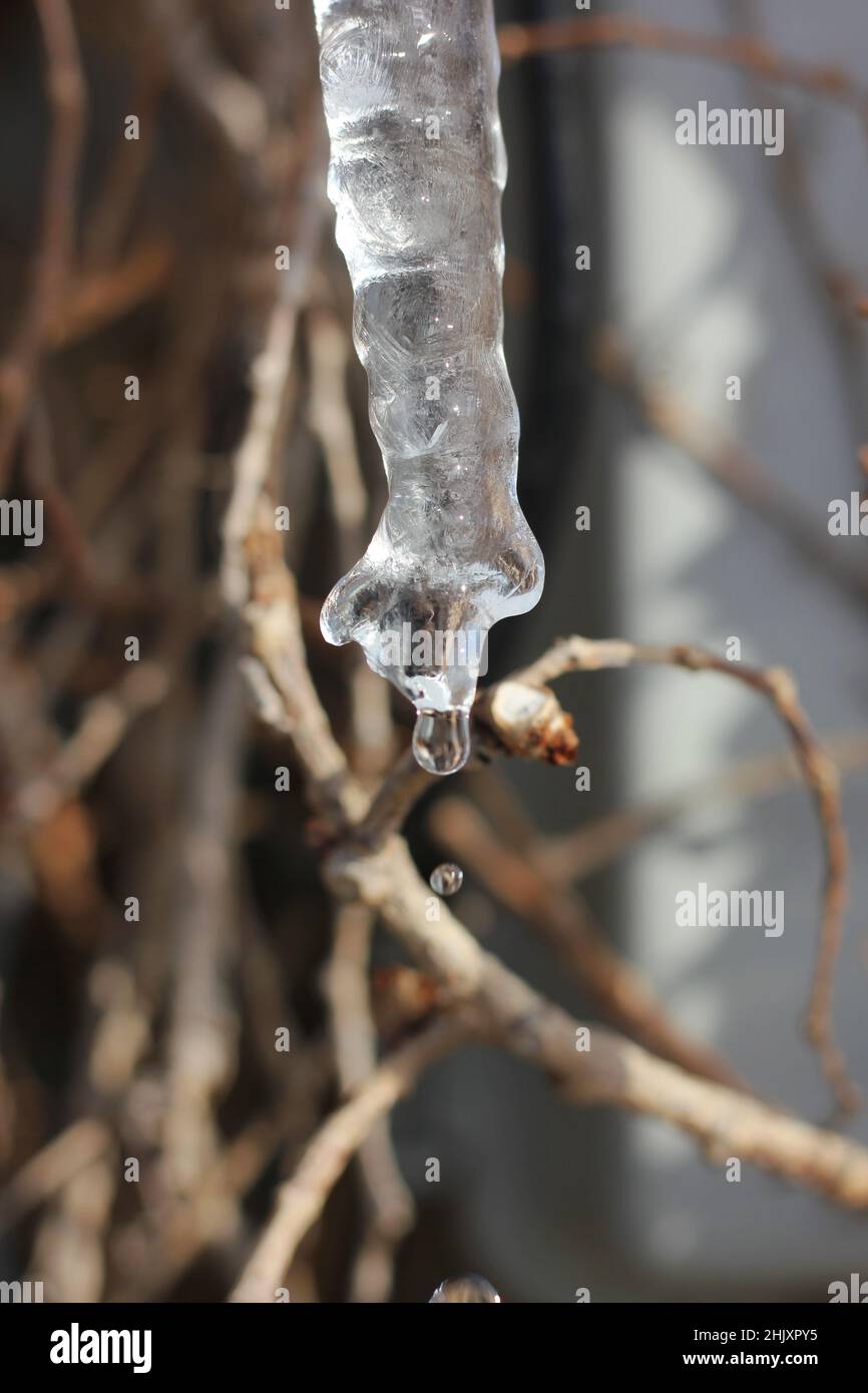 Frozen winter icicles thawing in the bright sun Stock Photo - Alamy