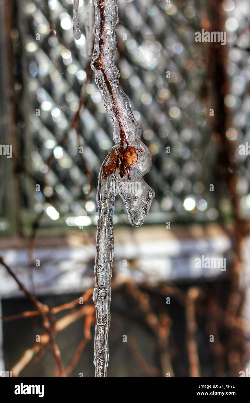 Frozen winter icicles thawing in the bright sun Stock Photo - Alamy