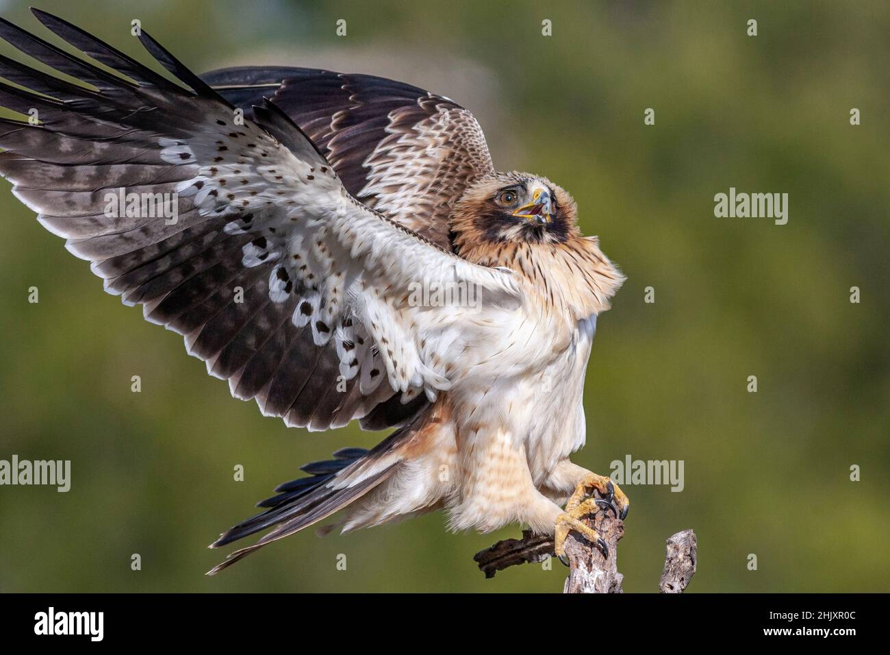 Booted eagle, Hieraaetus pennatus Stock Photo - Alamy
