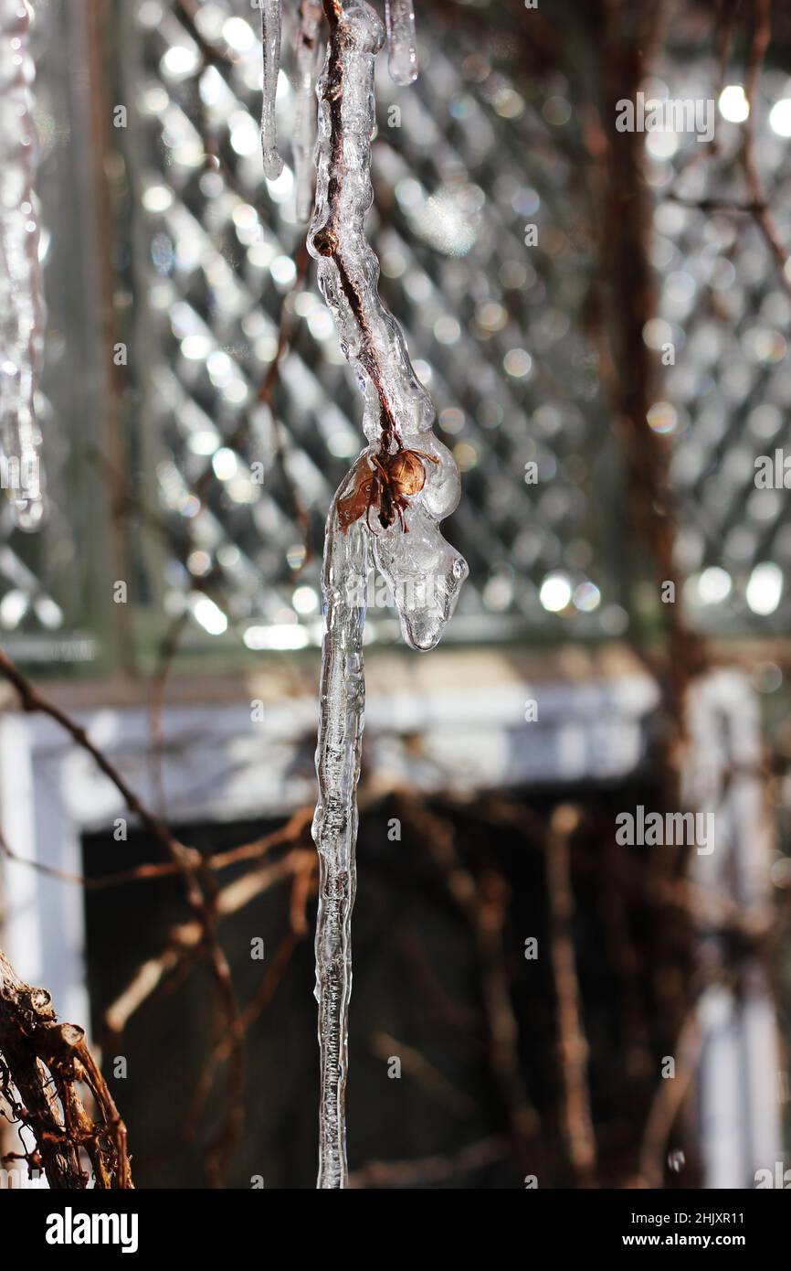 Frozen winter icicles thawing in the bright sun Stock Photo - Alamy