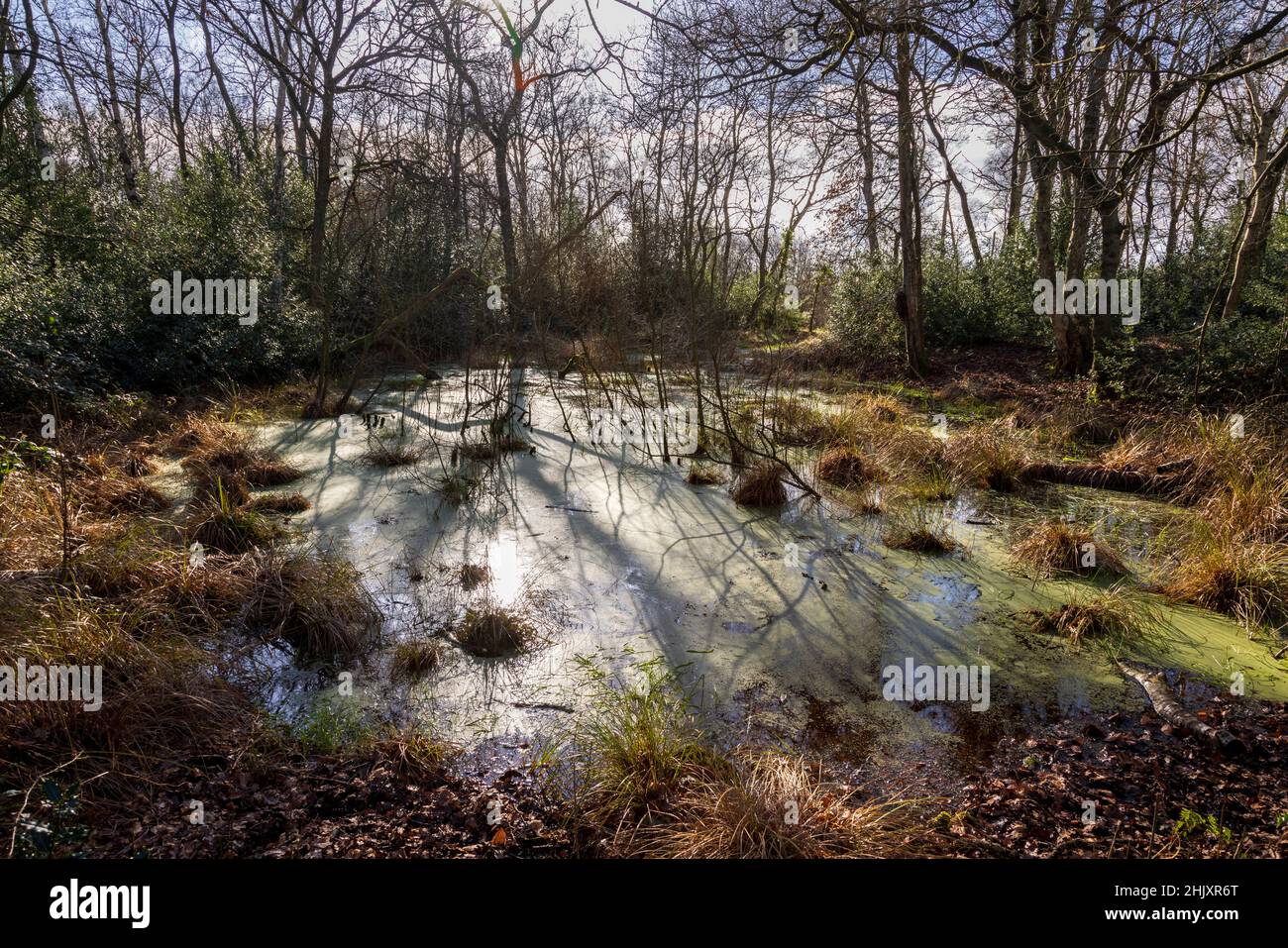 A Pingo pool on the Pingo Trail in winter, The Brecks, Norfolk, England ...