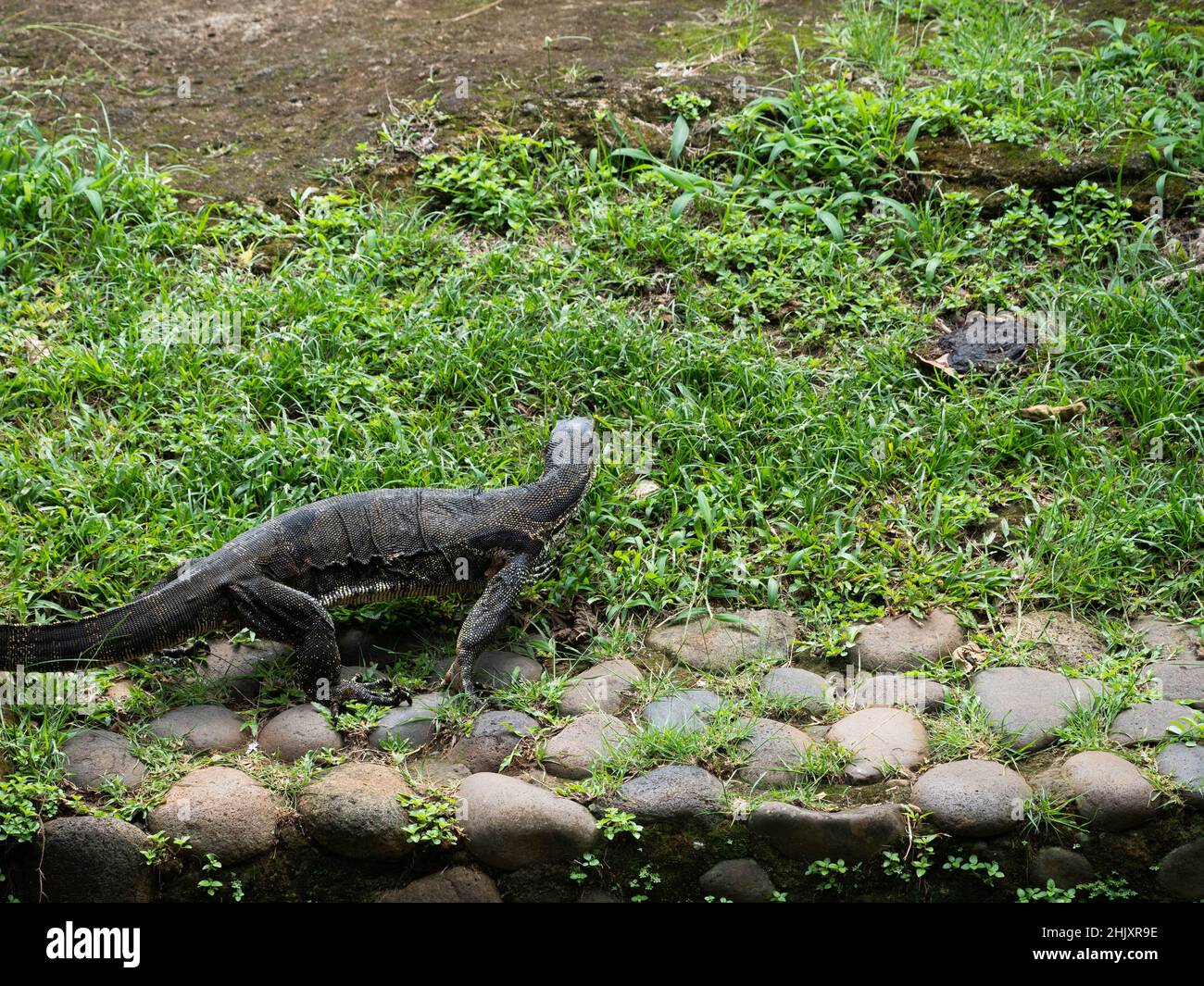 Pictures of a Monitor lizards, a large lizards in the genus Varanus ...