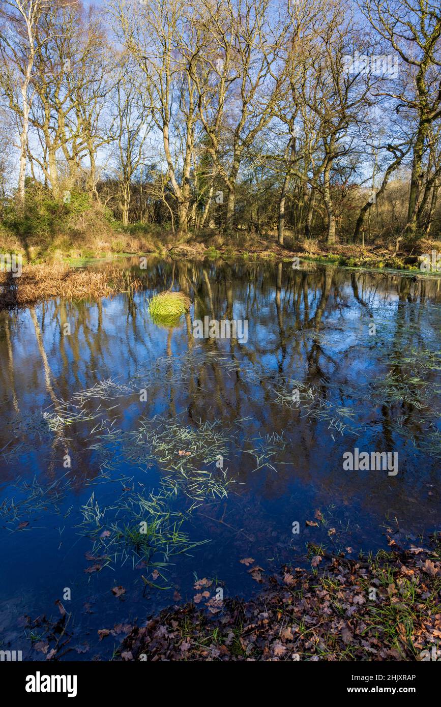 A Pingo pool on the Pingo Trail in winter, The Brecks, Norfolk, England ...