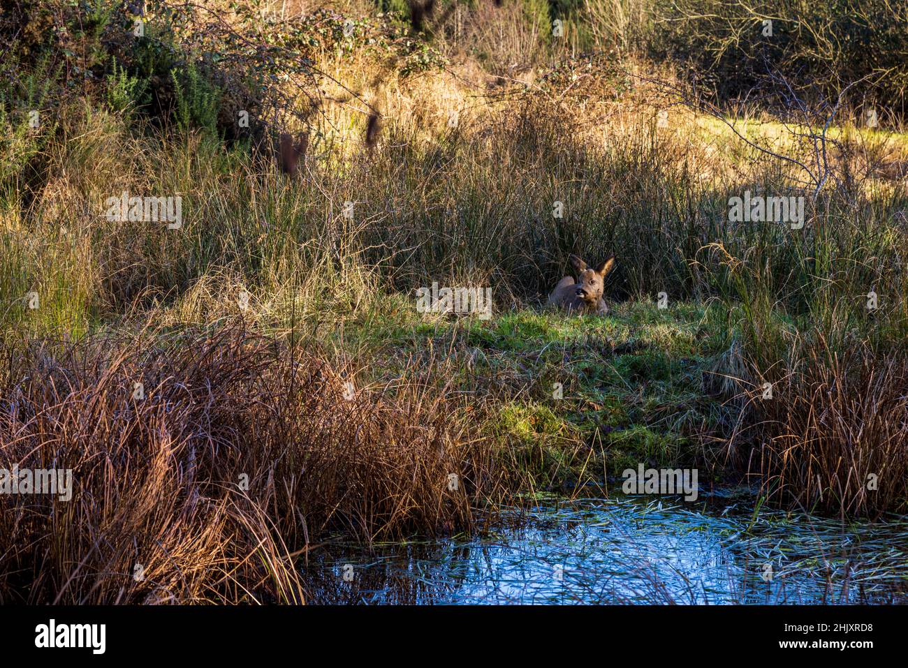 A Roe deer resting next to a Pingo pool on the Pingo Trail in winter ...