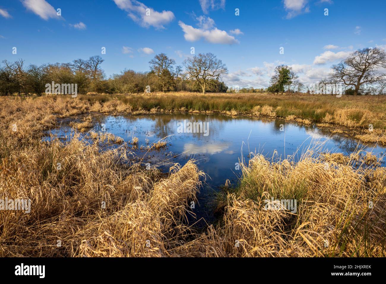 A Pingo pool on the Pingo Trail in winter, The Brecks, Norfolk, England ...