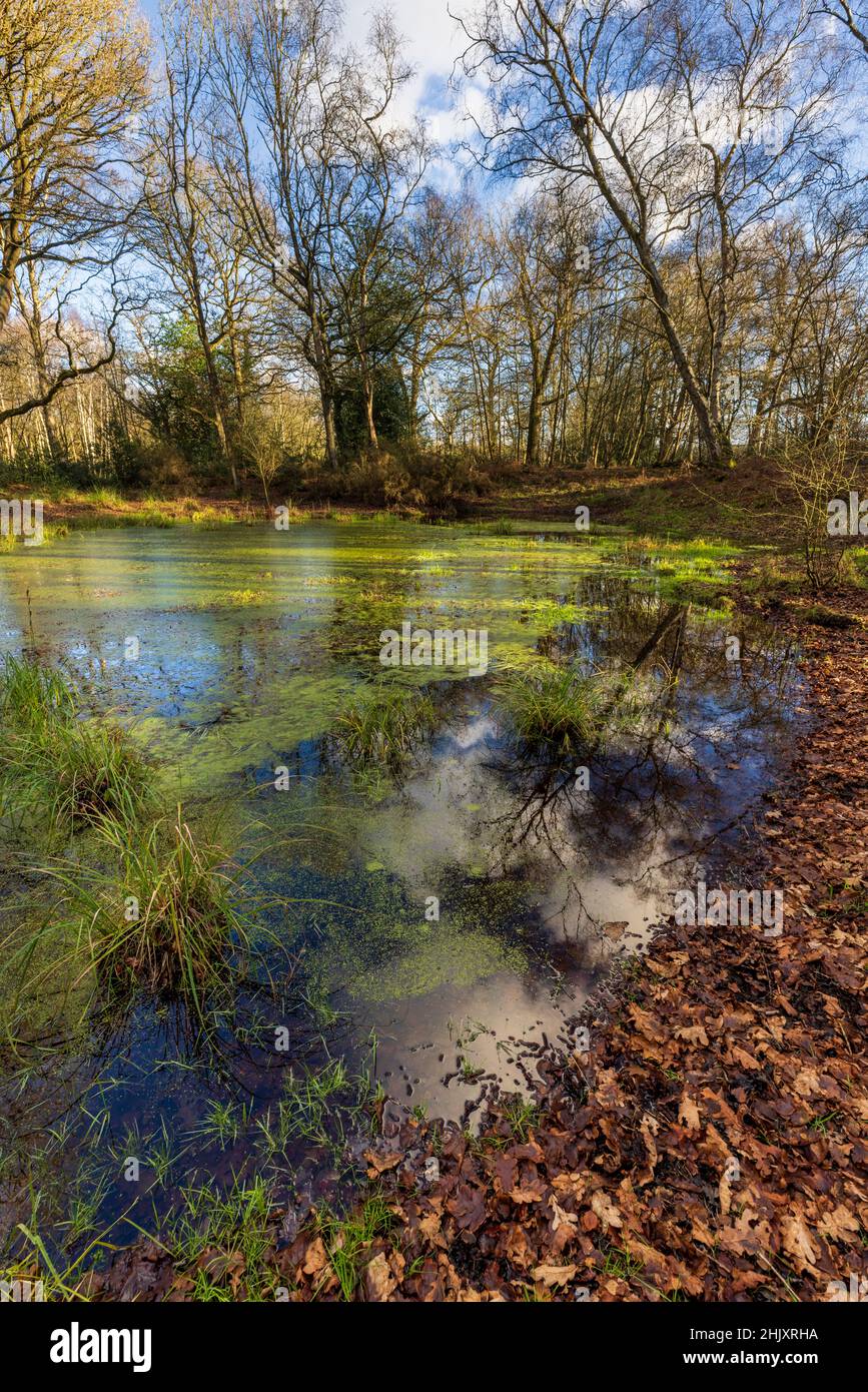A Pingo pool on the Pingo Trail in winter, The Brecks, Norfolk, England ...