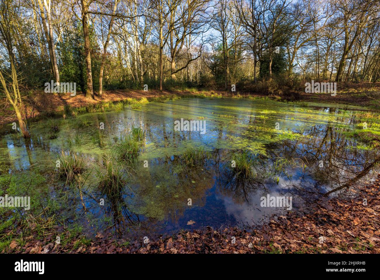 A Pingo pool on the Pingo Trail in winter, The Brecks, Norfolk, England ...