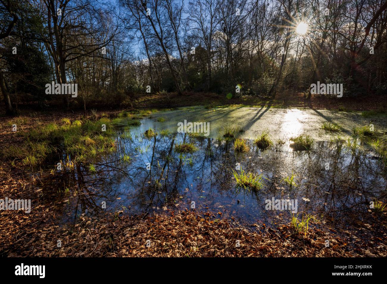 A Pingo pool on the Pingo Trail in winter, The Brecks, Norfolk, England ...