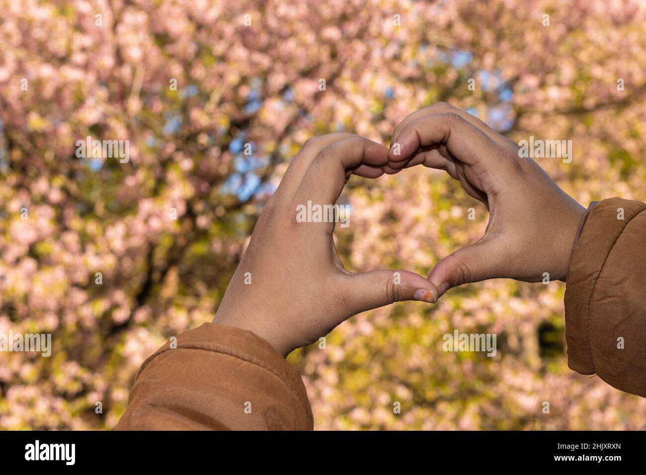 girl showing hand signs about cherry flowers view at afternoon with ...
