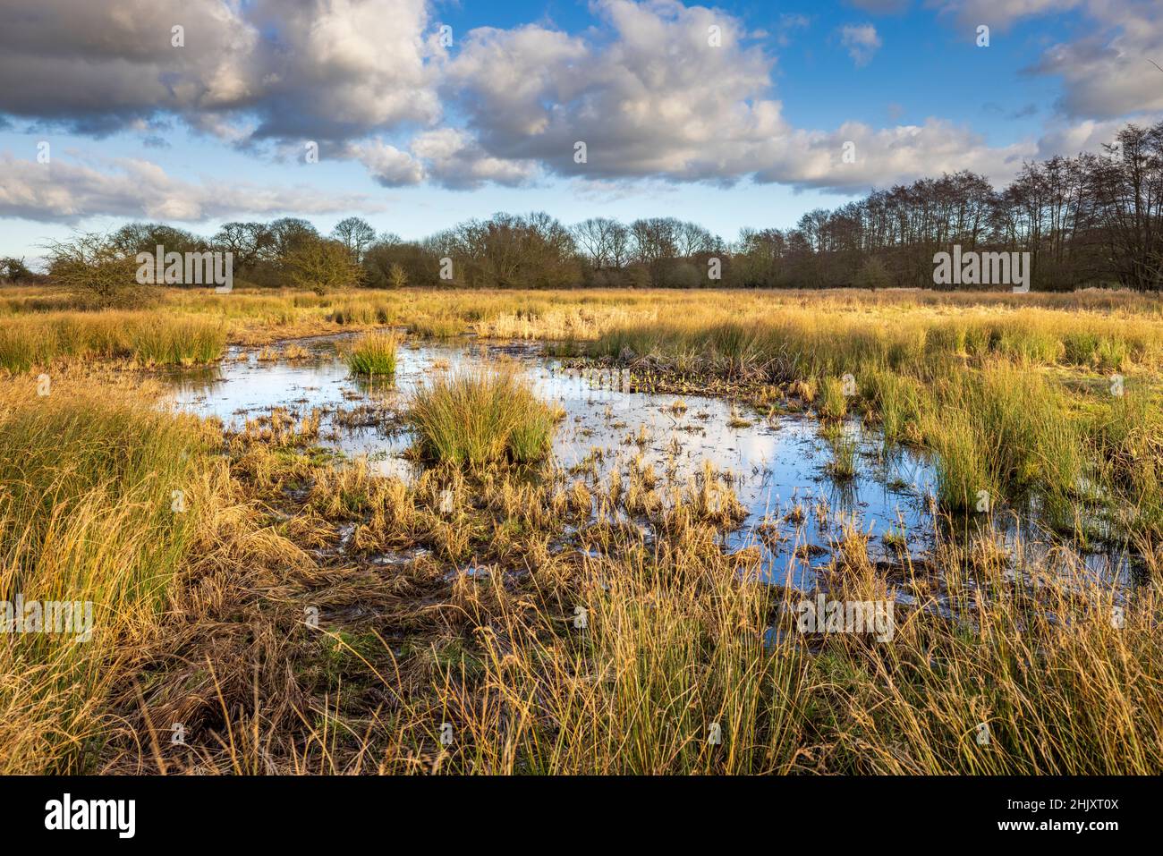 A Pingo pool on the Pingo Trail in winter, The Brecks, Norfolk, England ...