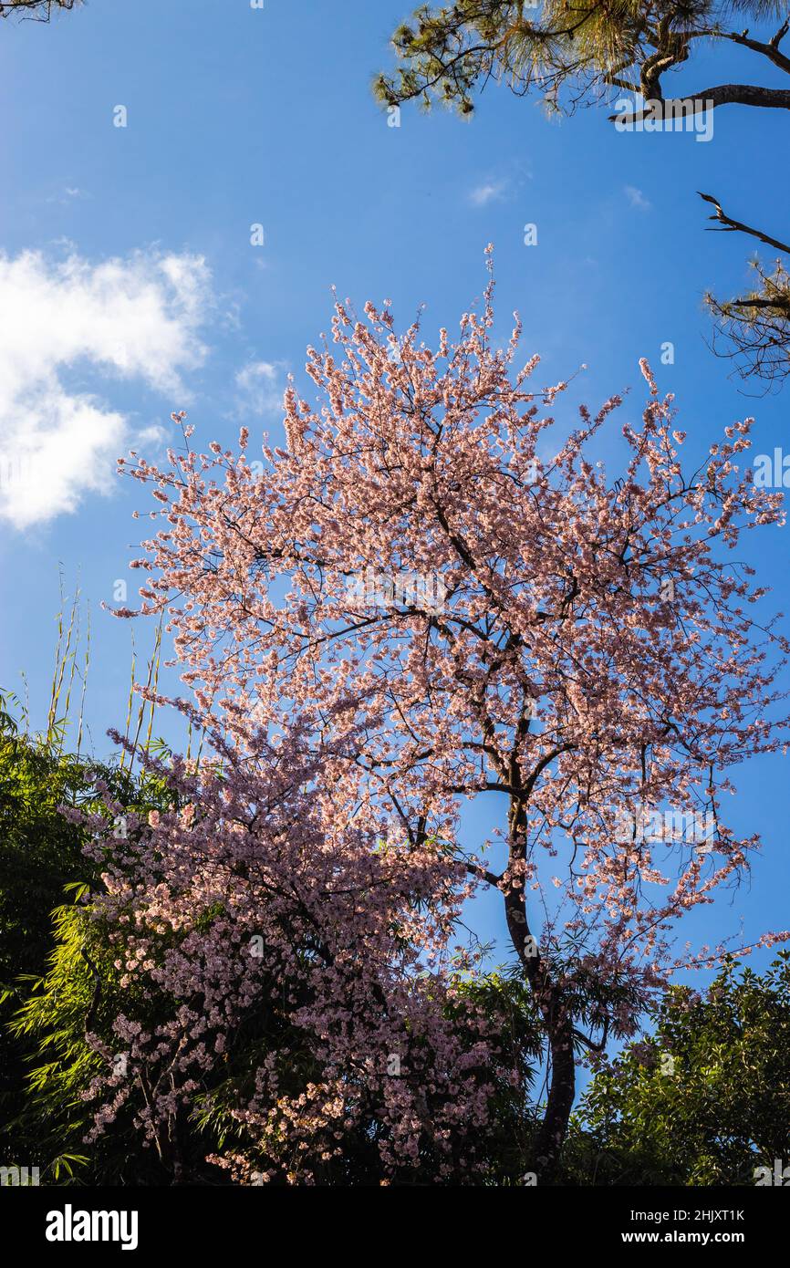 cherry blossom tree with bright blue sky at afternoon from different ...