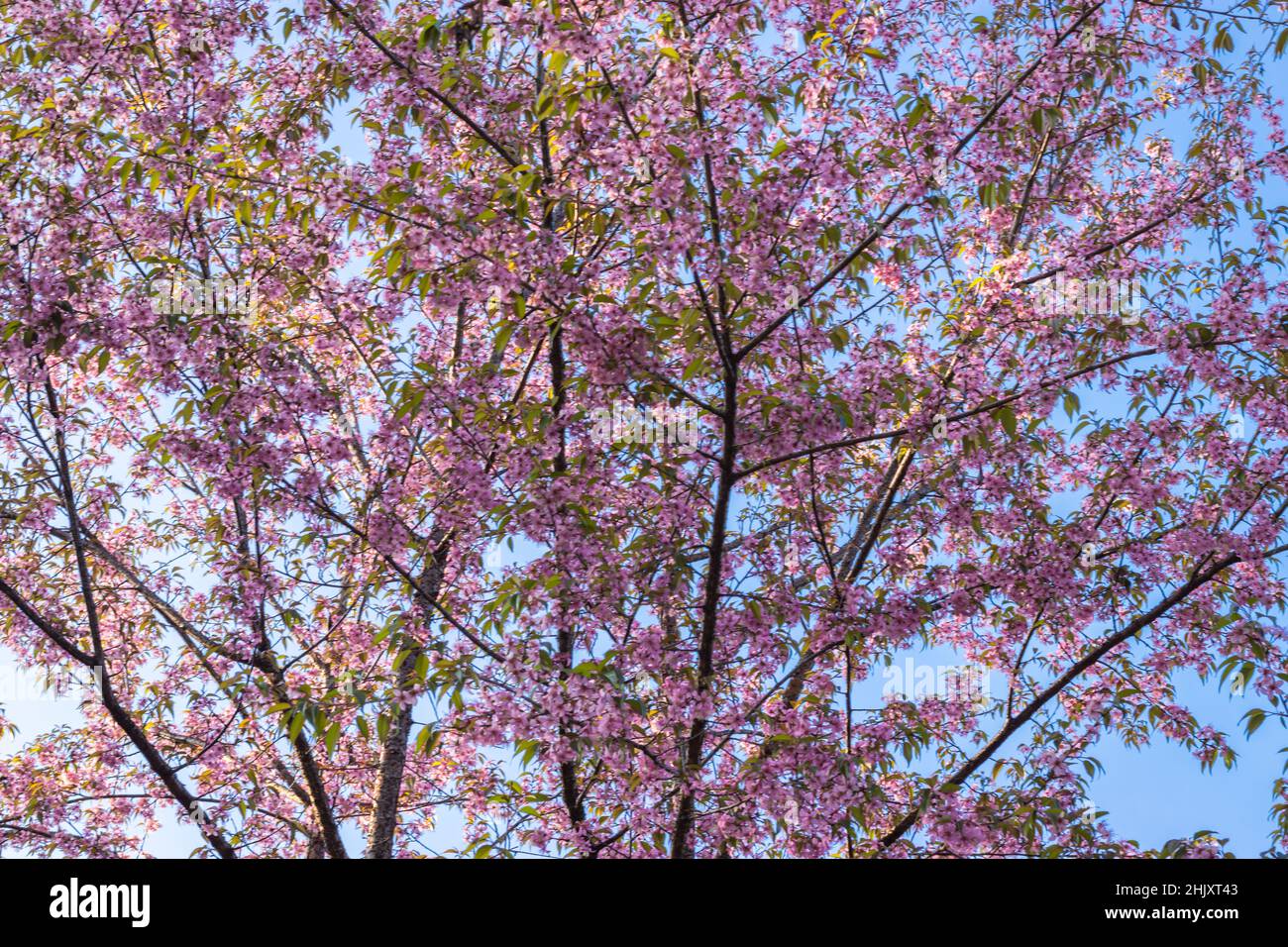 cherry blossom tree with bright blue sky at afternoon from different ...