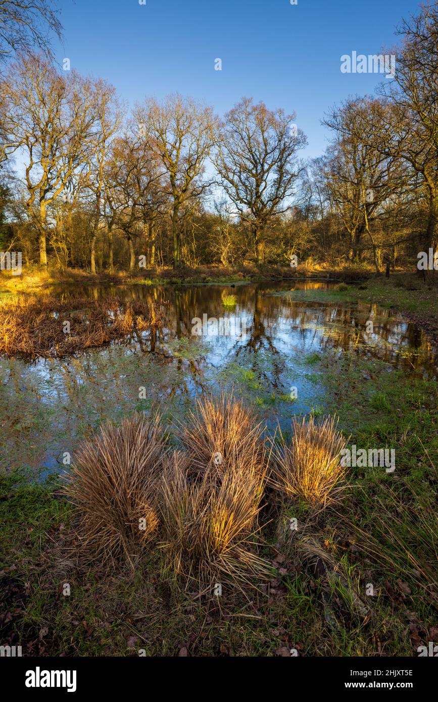 A Pingo pool on the Pingo Trail in winter, The Brecks, Norfolk, England ...