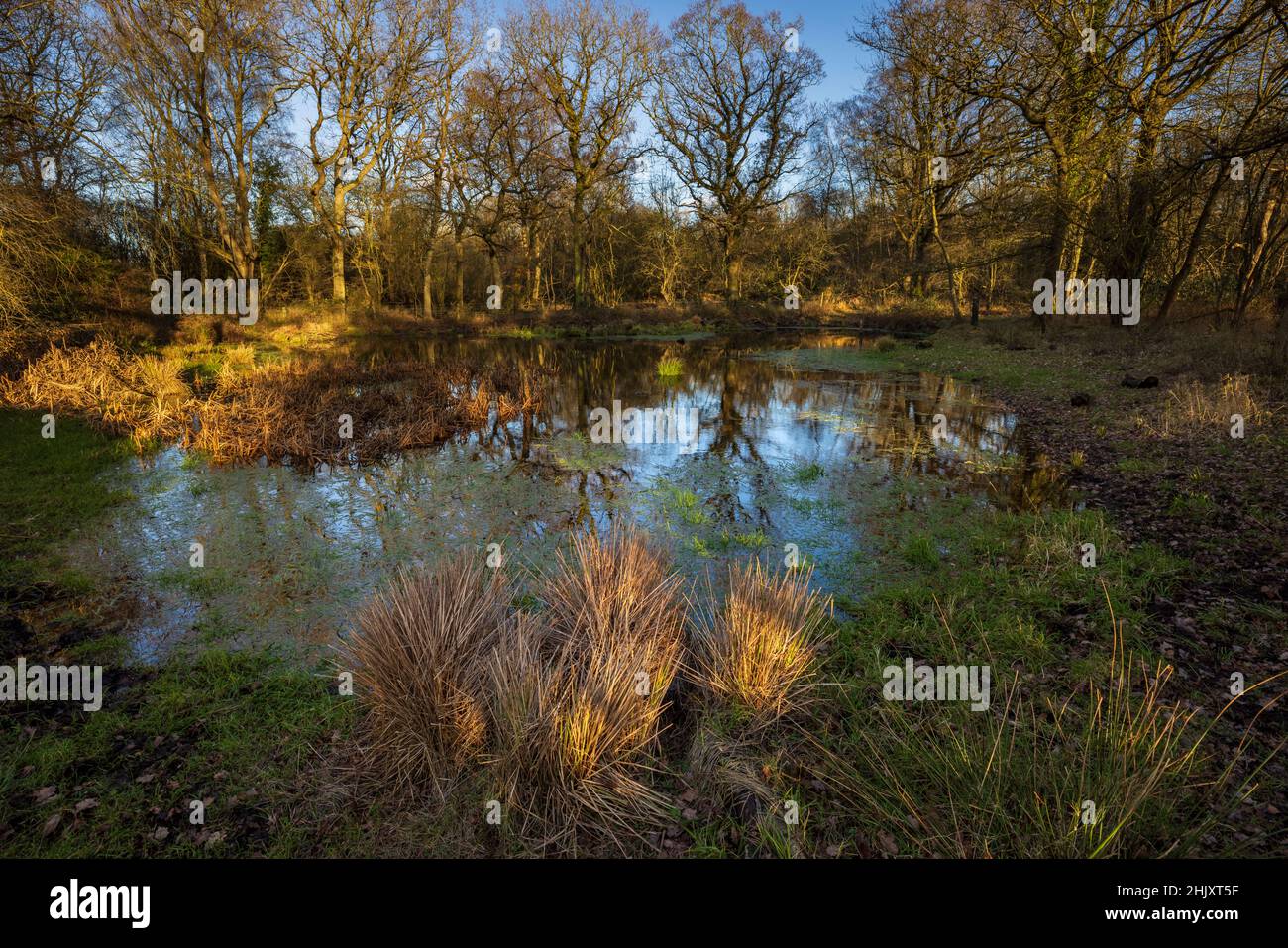 A Pingo pool on the Pingo Trail in winter, The Brecks, Norfolk, England ...