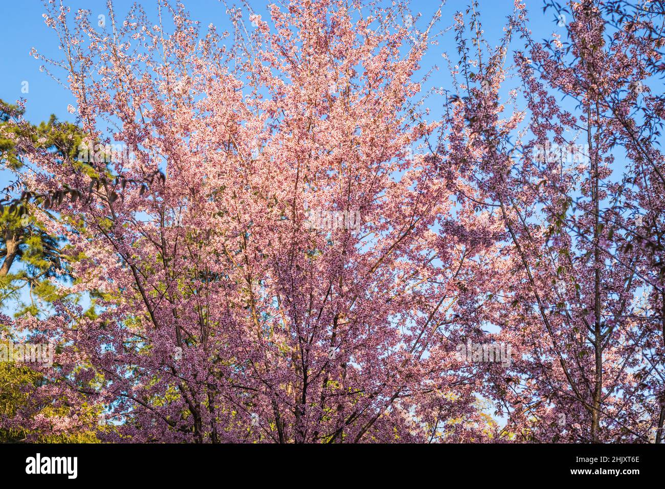 cherry blossom tree with bright blue sky at afternoon from different ...