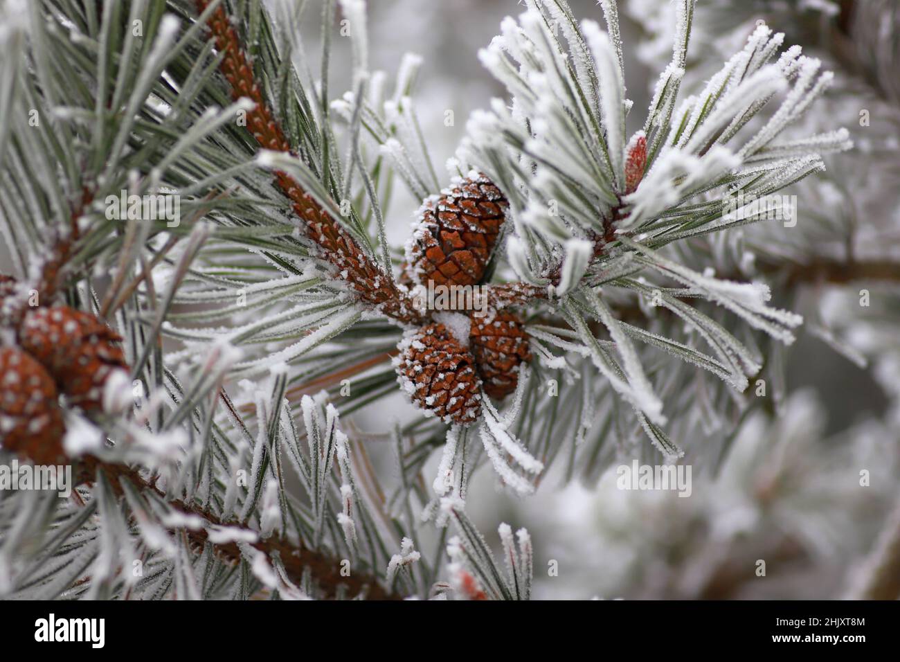Frosty pine tree hi-res stock photography and images - Alamy