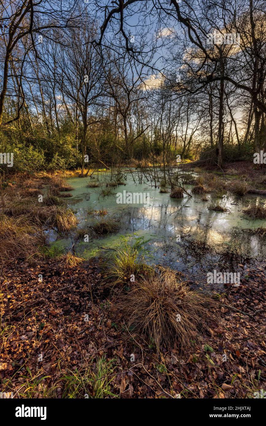 A Pingo pool on the Pingo Trail in winter, The Brecks, Norfolk, England ...