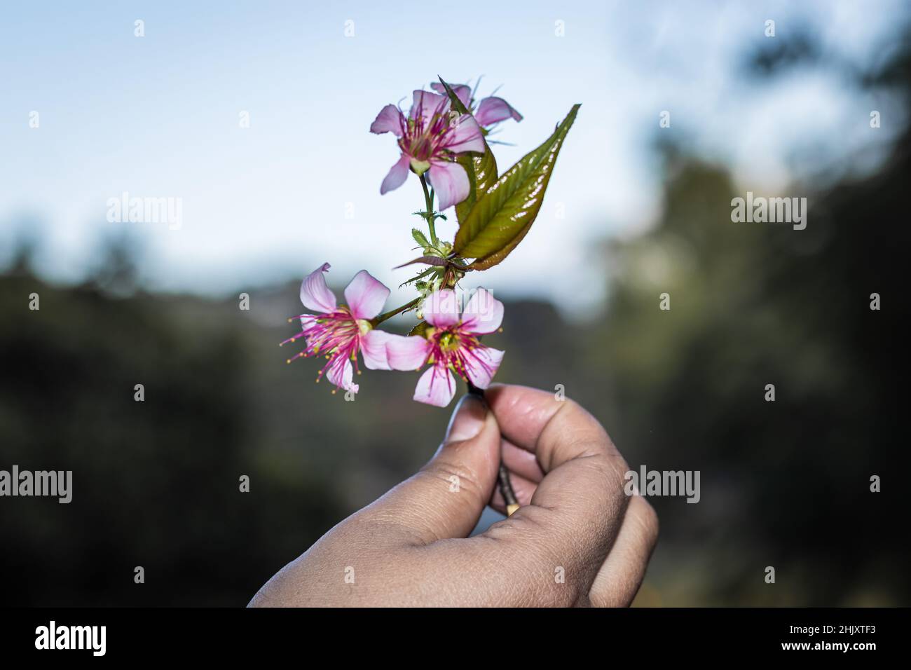Shillong Girl High Resolution Stock Photography and Images - Alamy