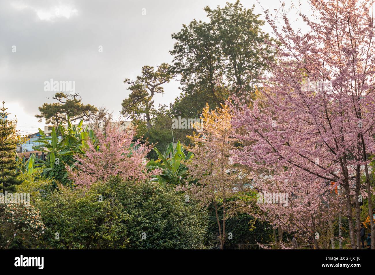 cherry blossom tree in the middle of green tree with flat sky at ...