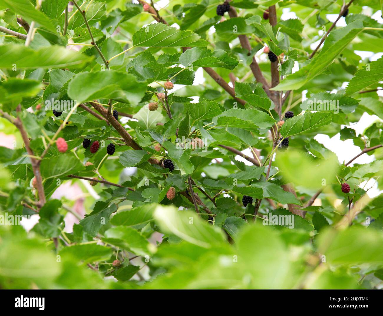 Blackberry bush, ripening blackberries of black color on a background ...