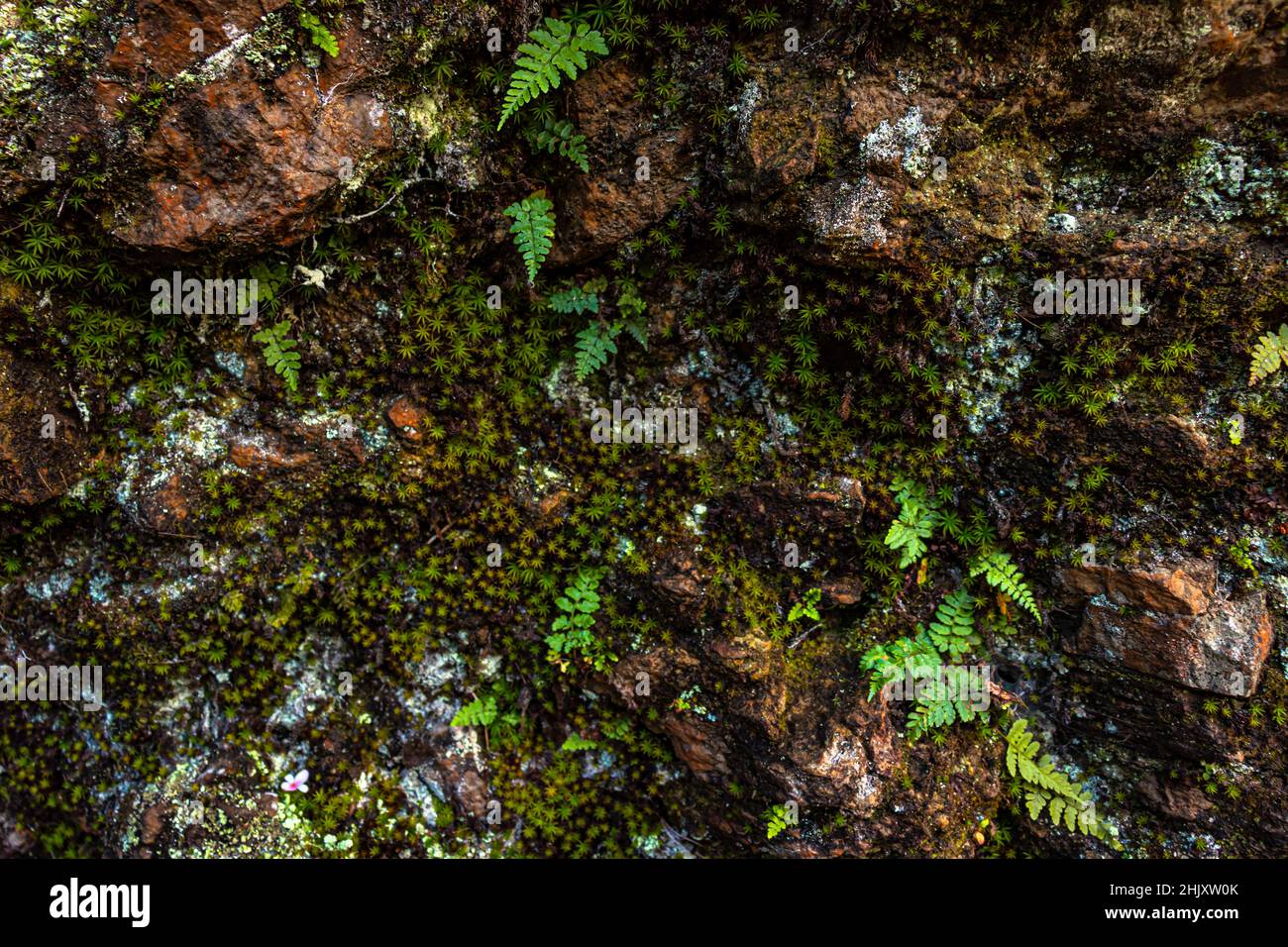 colorful moss on mountain rock close up shot at morning from flat angle ...