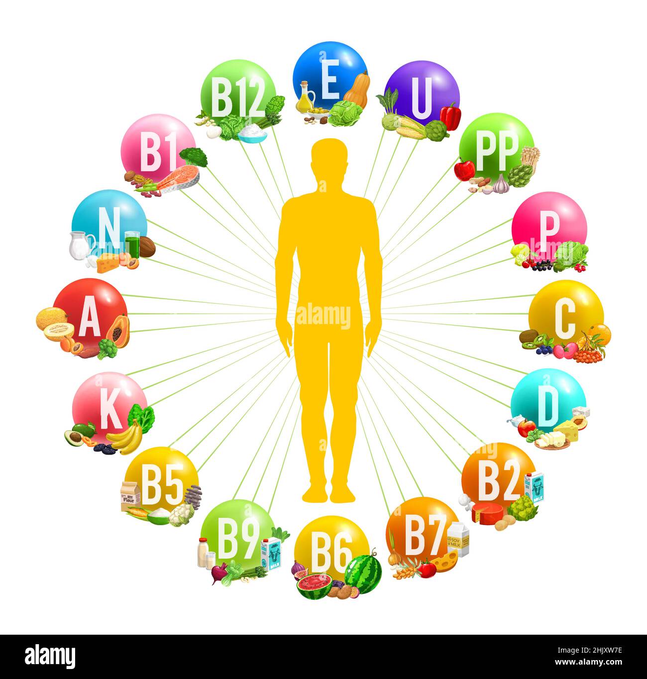 Circle infographics chart with human body and vitamins or minerals ...