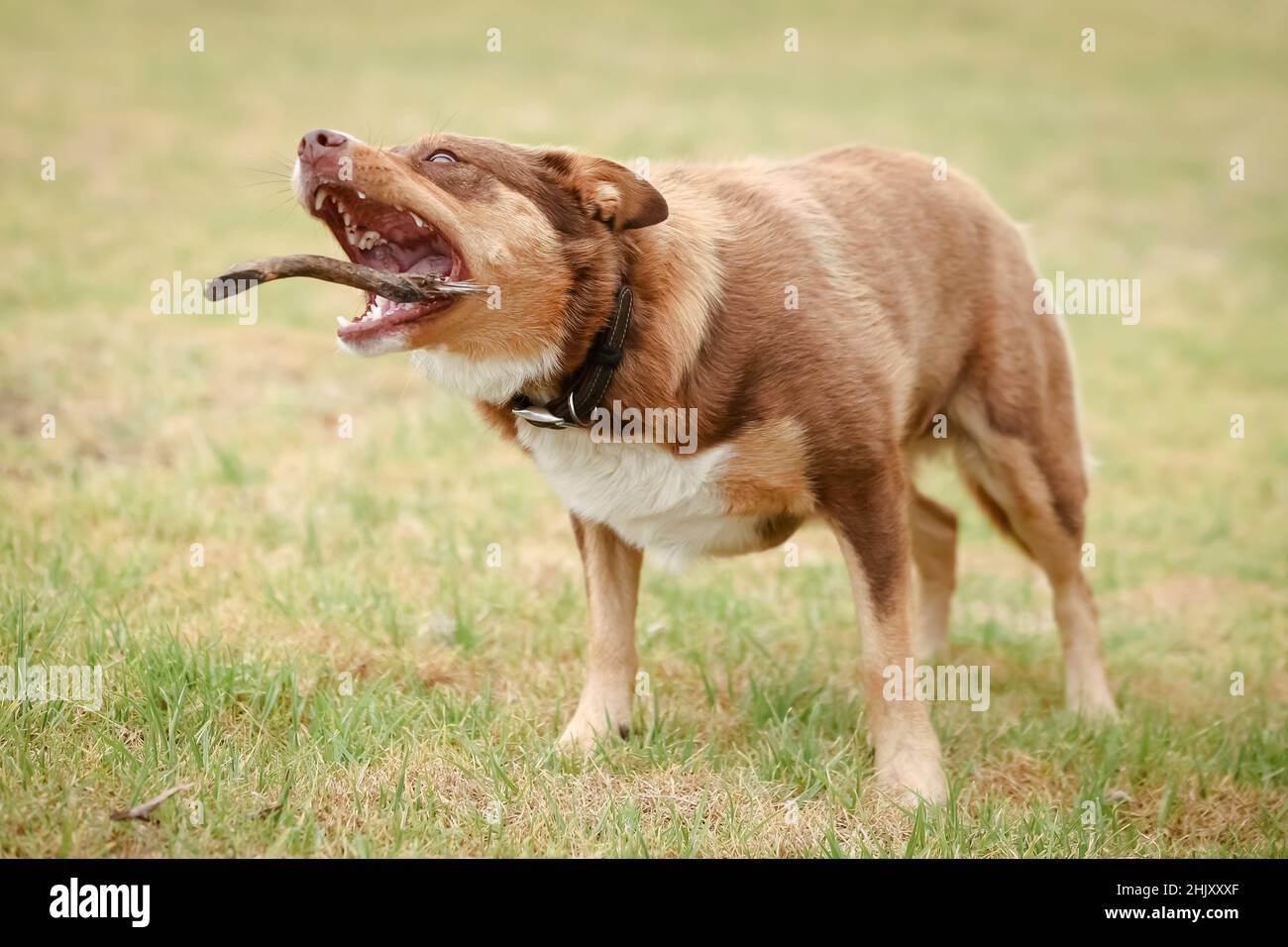 Australian Kelpie Dog in Australia Stock Photo - Alamy