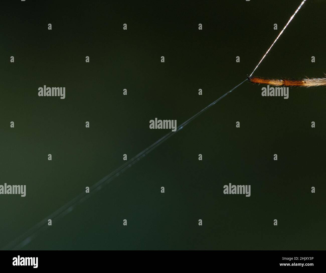 Hook on spiders leg hi-res stock photography and images - Alamy