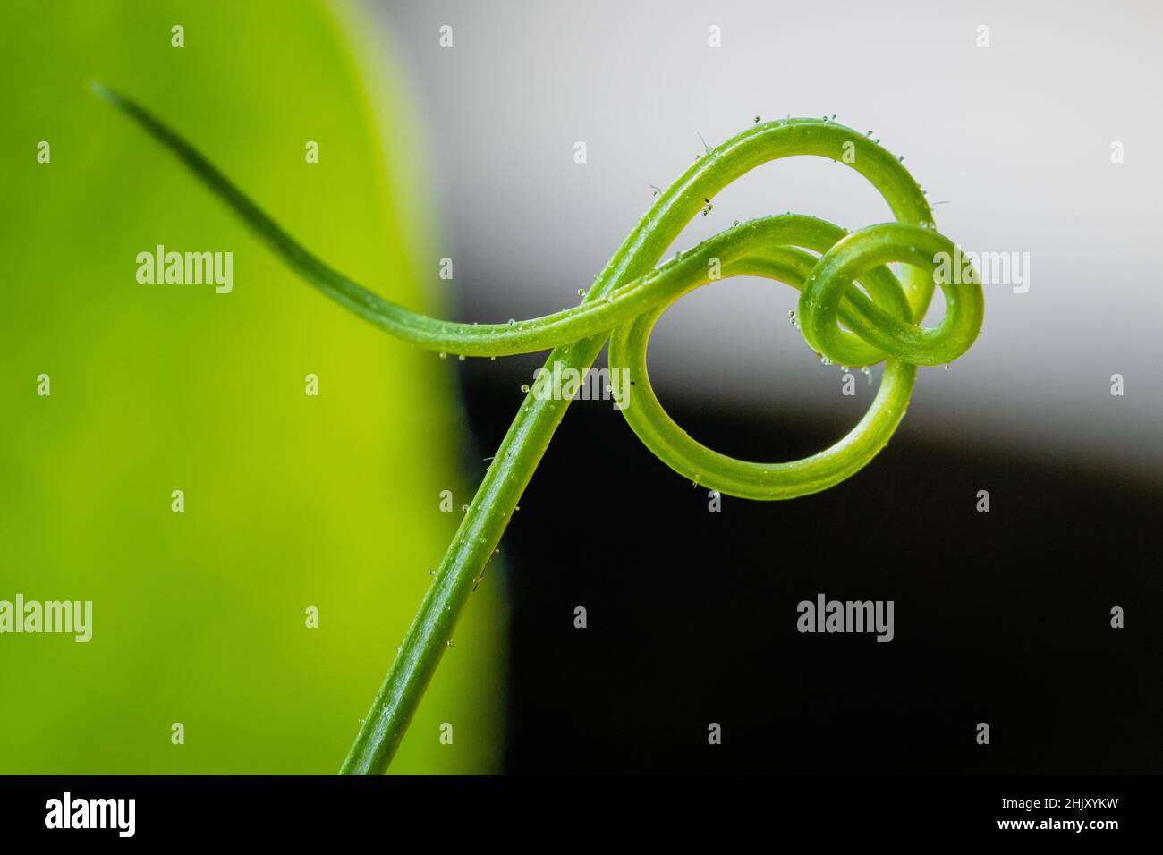 Close up of a sweet pea tendril, Lathyrus odoratus,, UK Stock Photo - Alamy