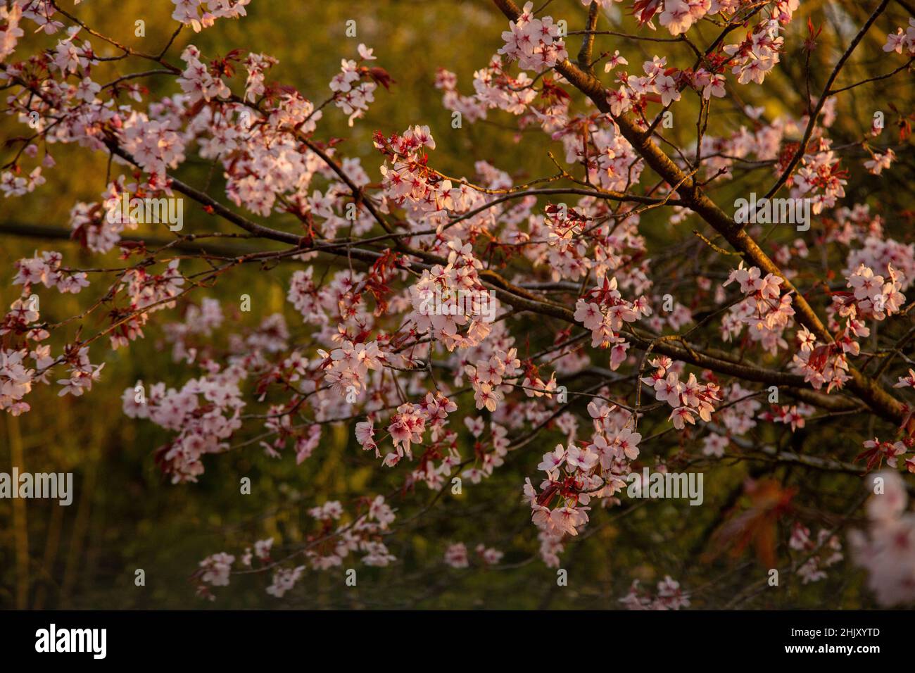 Cherry blossom sunset hi-res stock photography and images - Alamy