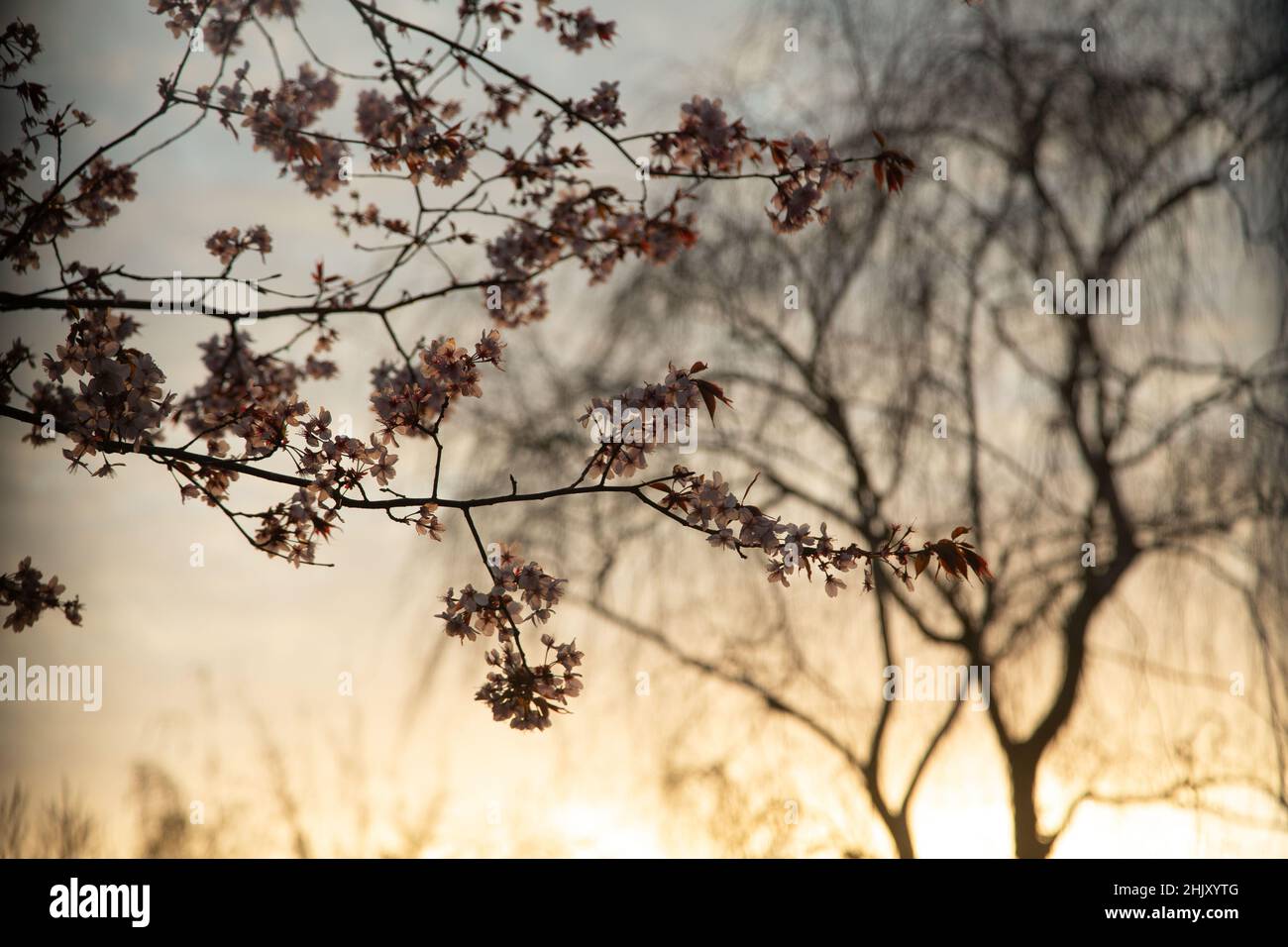 Cherry blossom sunset hi-res stock photography and images - Alamy