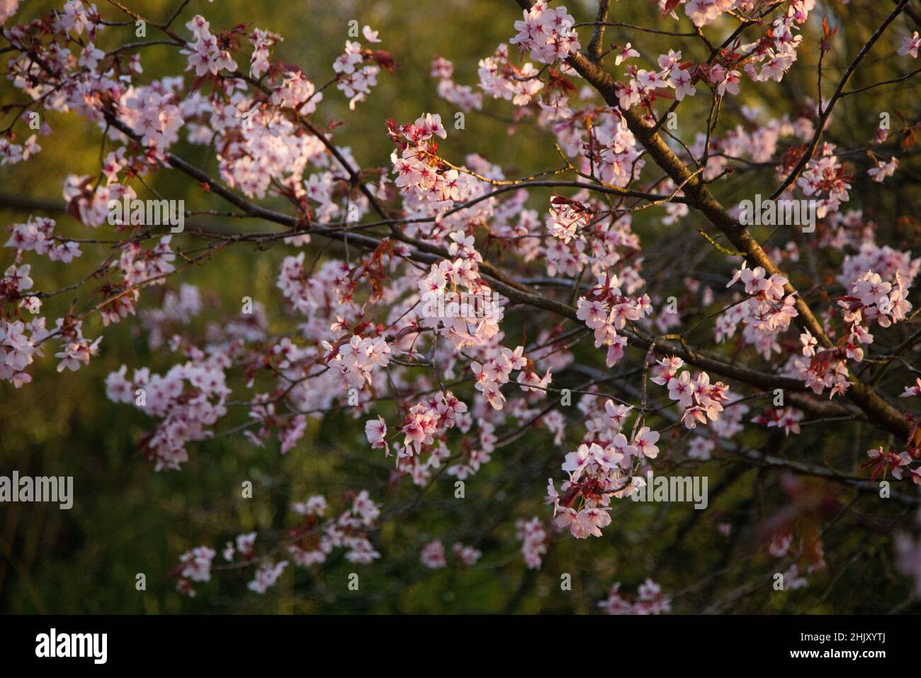 Blossom and sunset hi-res stock photography and images - Alamy
