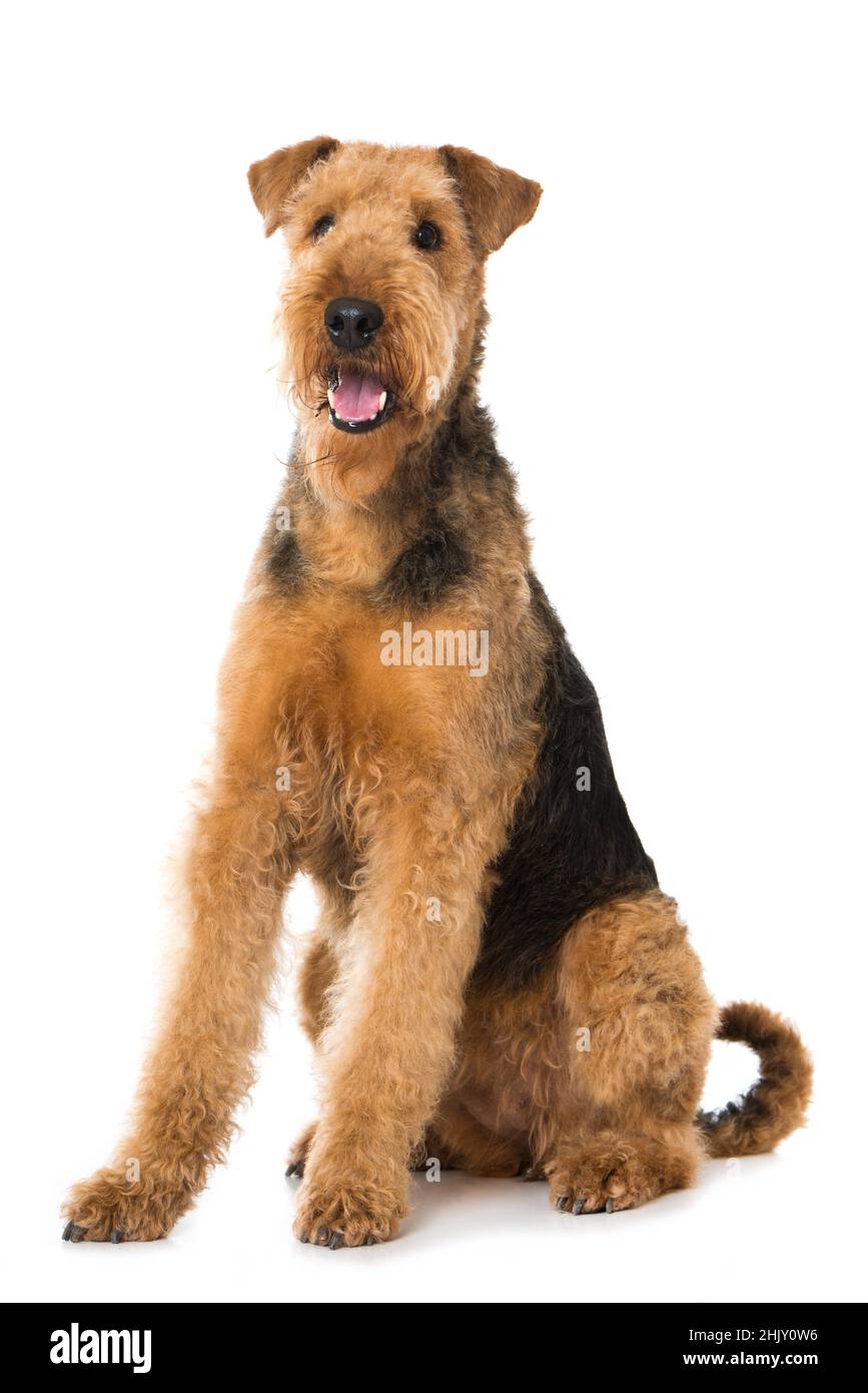 Airedale terrier sitting isolated on white background Stock Photo - Alamy
