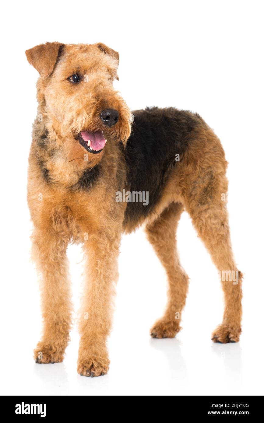 Airedale terrier isolated on white background Stock Photo - Alamy