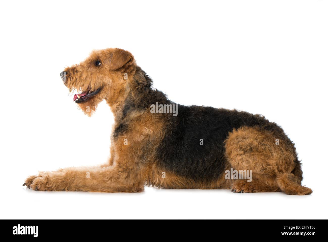 Airedale terrier isolated on white background Stock Photo - Alamy