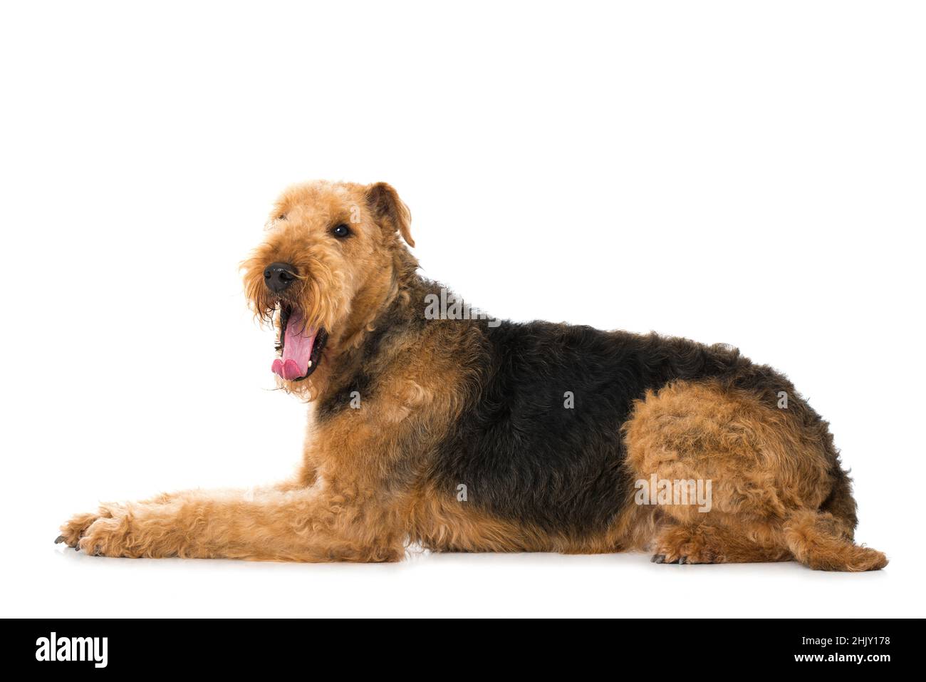 Airedale terrier isolated on white background Stock Photo - Alamy