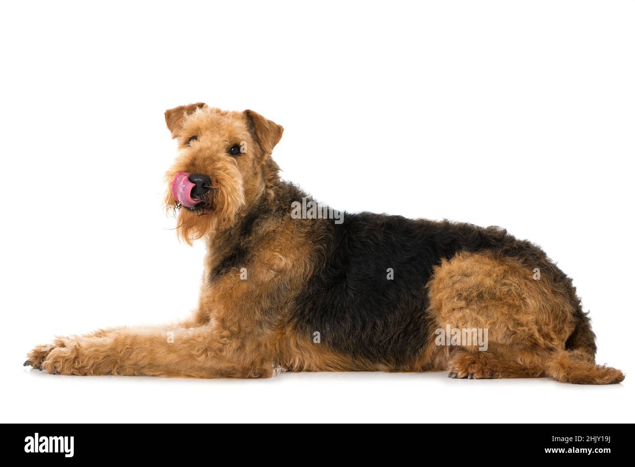 Airedale terrier isolated on white background Stock Photo - Alamy