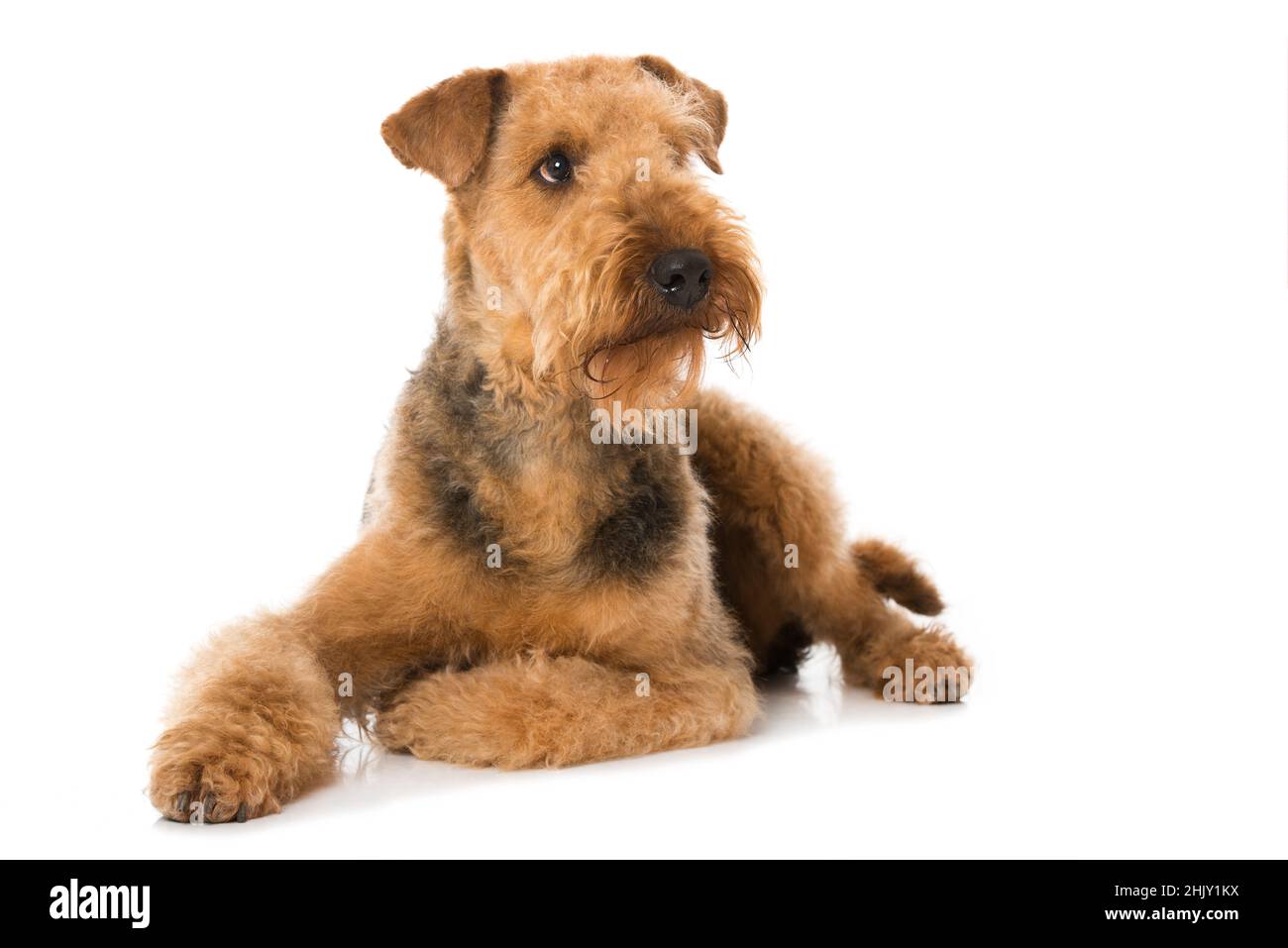 Airedale terrier isolated on white background Stock Photo - Alamy