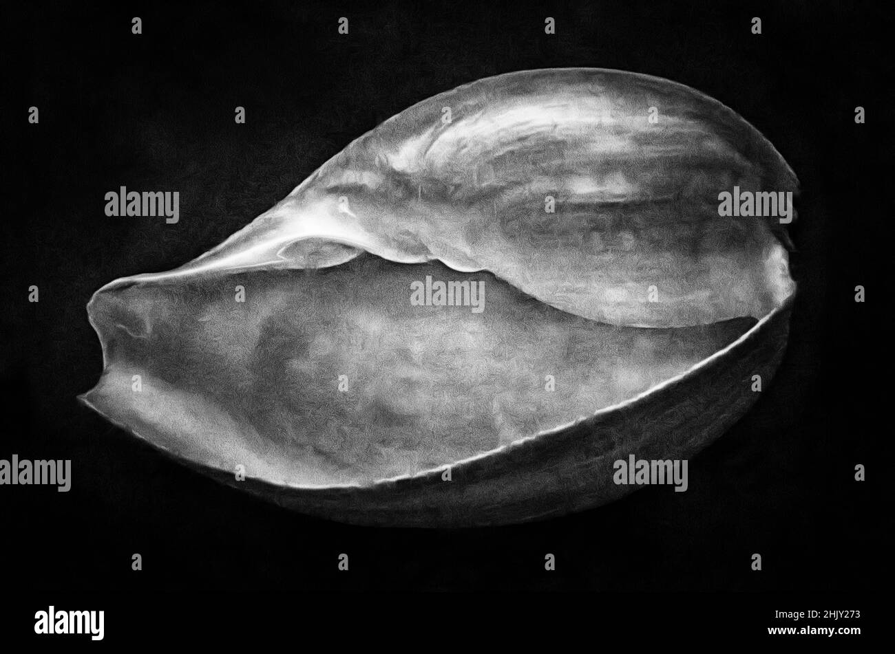 Volute shell Black and White Stock Photos & Images - Alamy
